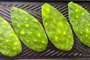 Nopales Asados (grilled cactus)